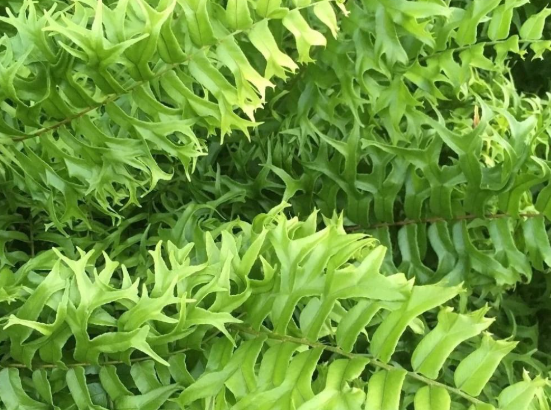 Fish Tail Fern | Andhra Nursery Farmers Association